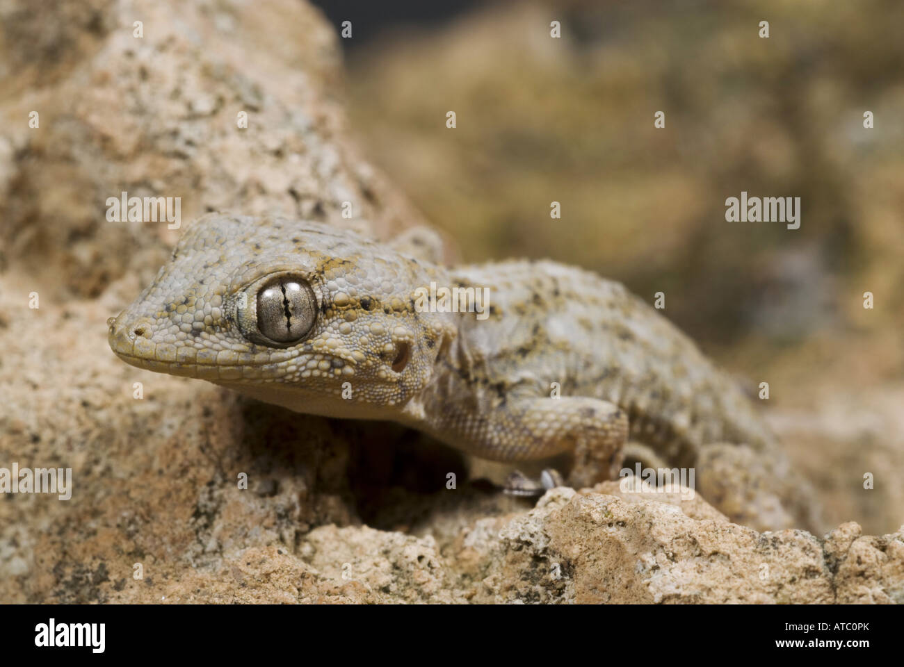 common wall gecko, Moorish gecko (Tarentola mauritanica), portrait ...