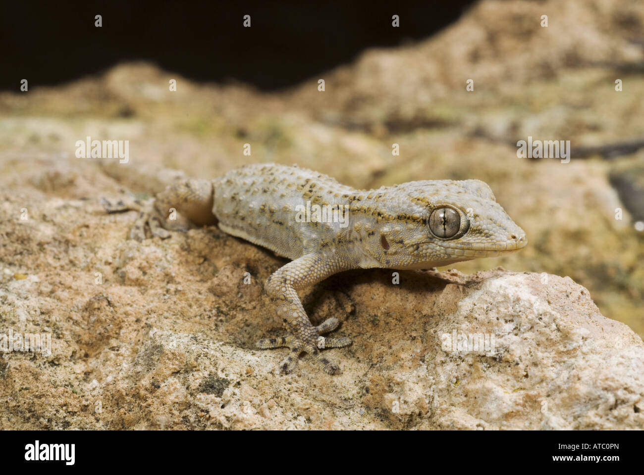 common wall gecko, Moorish gecko (Tarentola mauritanica), on a stone ...