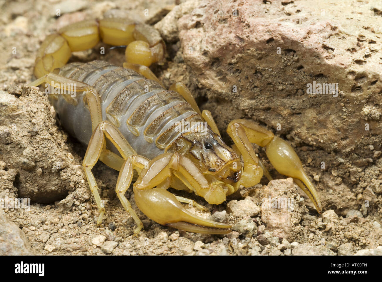 scorpions (Buthus ibericus), Spain, Andalusia, Naturpark Cabo de Gata ...