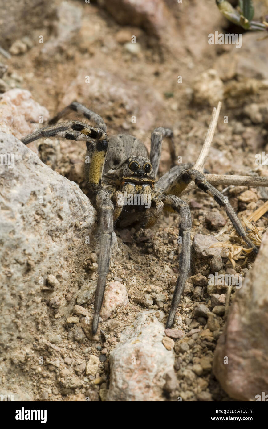 Wolf Spider (Lycosa hispanica), Spain, Andalusia, Naturpark Cabo de ...