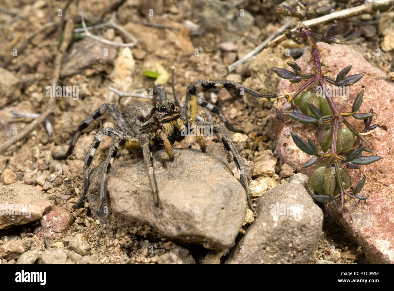 Wolf Spider (Lycosa hispanica), on a stone, Spain, Andalusia, Naturpark ...
