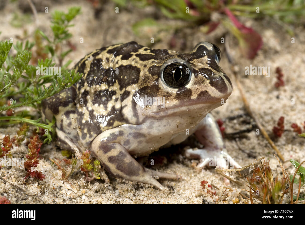 Western European spadefoot, Iberian spadefoot (Pelobates cultripes ...