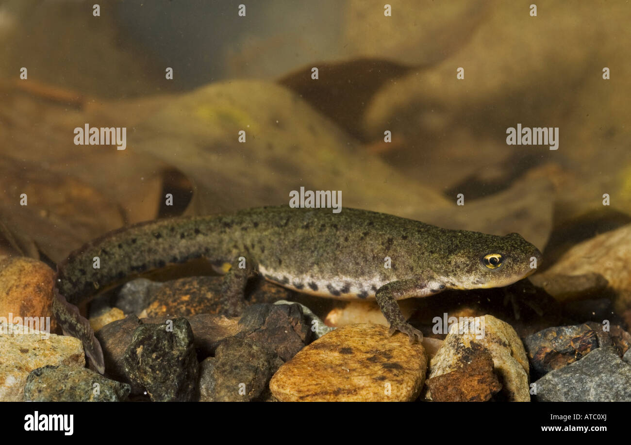 Bosca's newt (Triturus boscai), female, Spain, Andalusia, Donana ...