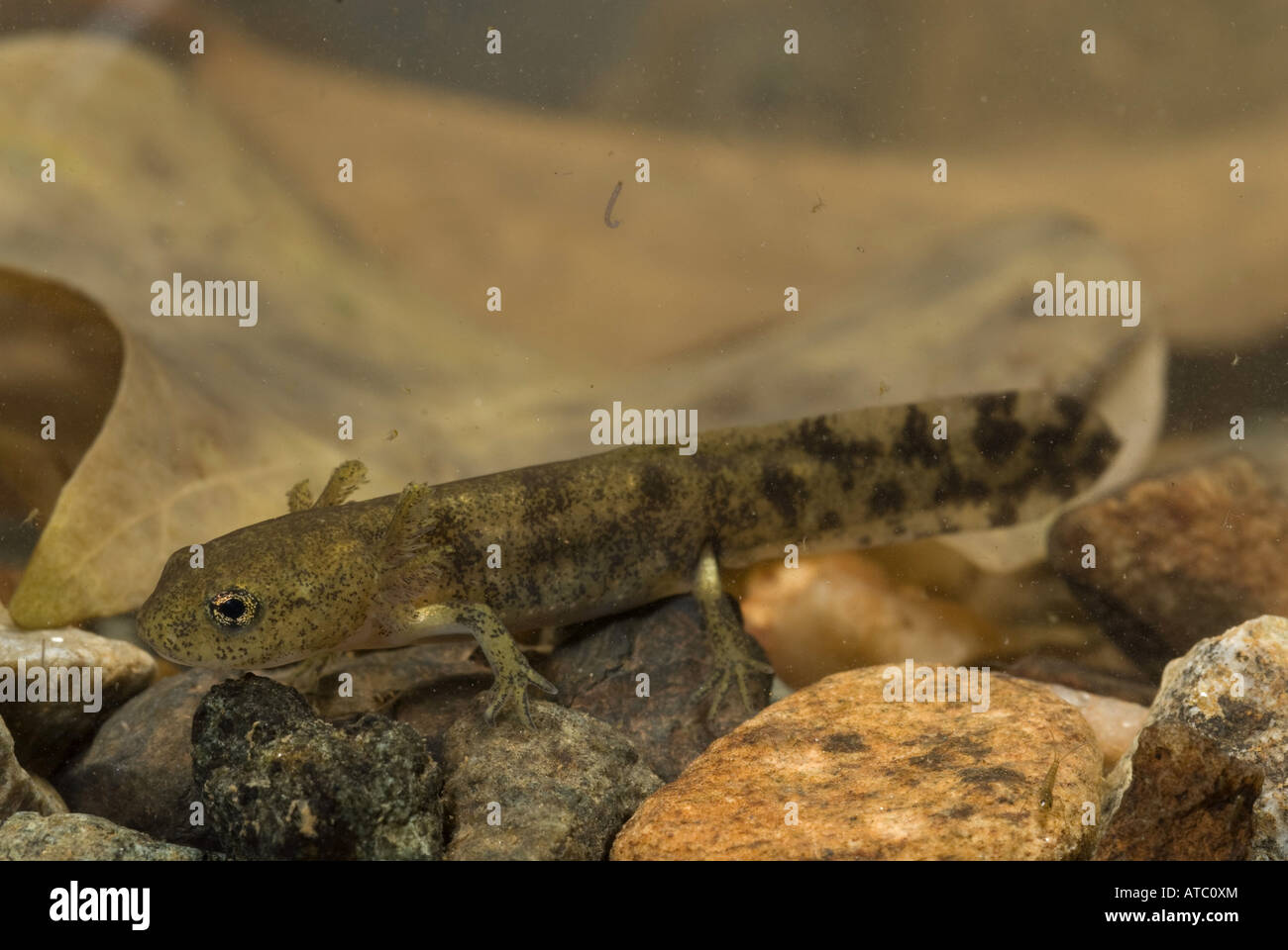 Spanish salamanders hi-res stock photography and images - Alamy