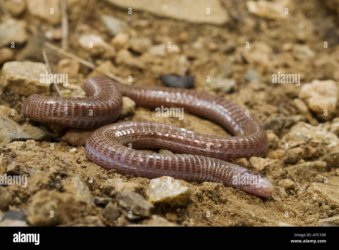 Mediterranean worm lizard (Blanus cinereus), Spain, Andalusia Stock ...