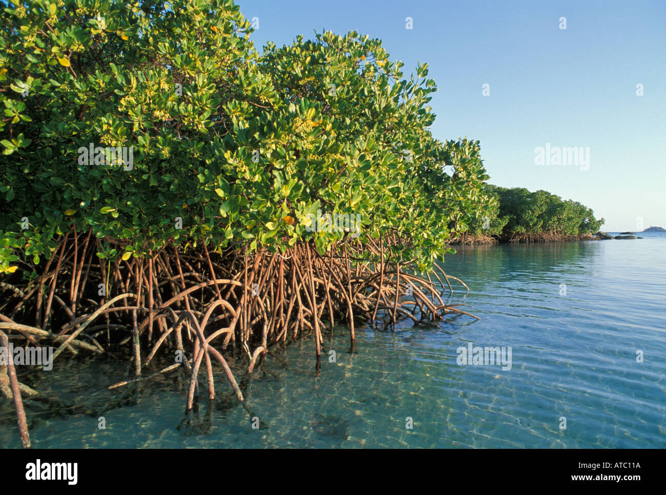 Mangrove roots coral reef hi-res stock photography and images - Alamy