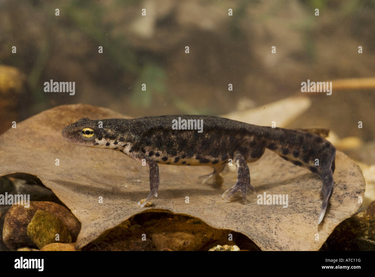 Boscas newt triturus boscai hi-res stock photography and images - Alamy