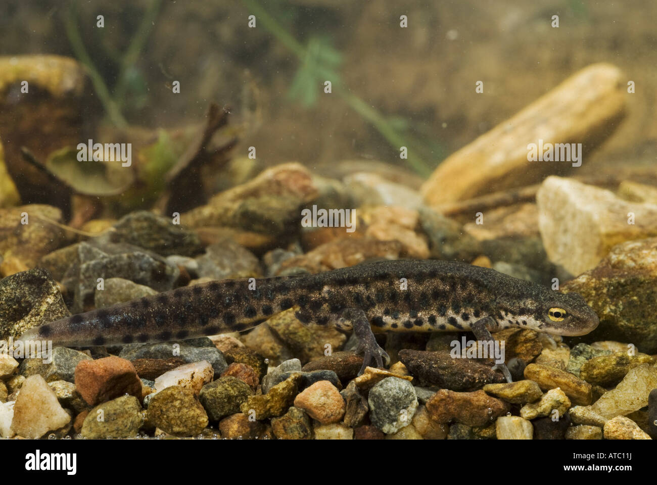 Boscas newt triturus boscai hi-res stock photography and images - Alamy