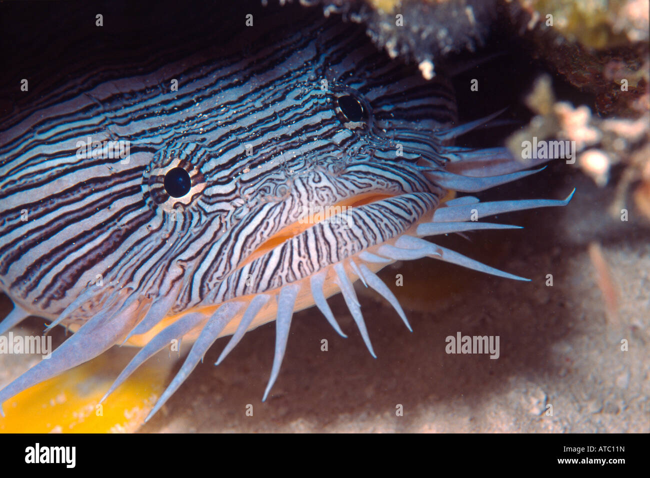 Cozumel toad fish hi-res stock photography and images - Alamy
