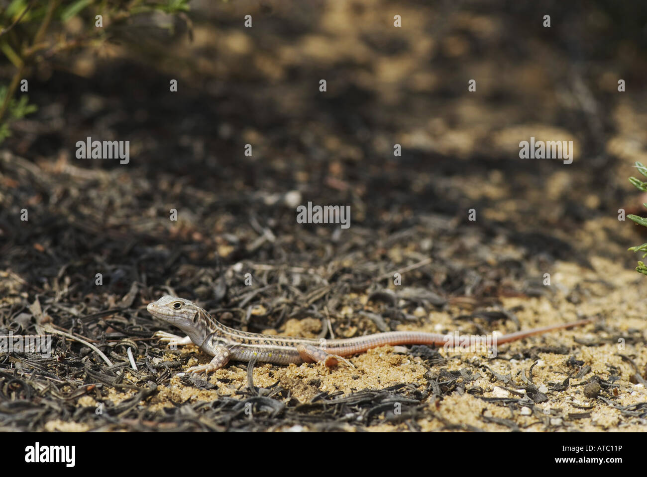 spiny-footed lizard, fringe-fingered lizardaus dem Donana Nationalpark ...