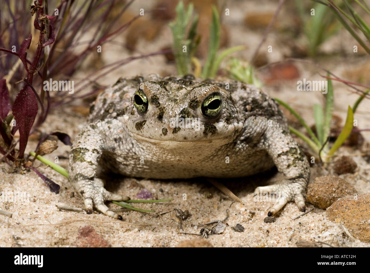 natterjack toad, natterjack, British toad (Bufo calamita), on sandy ...