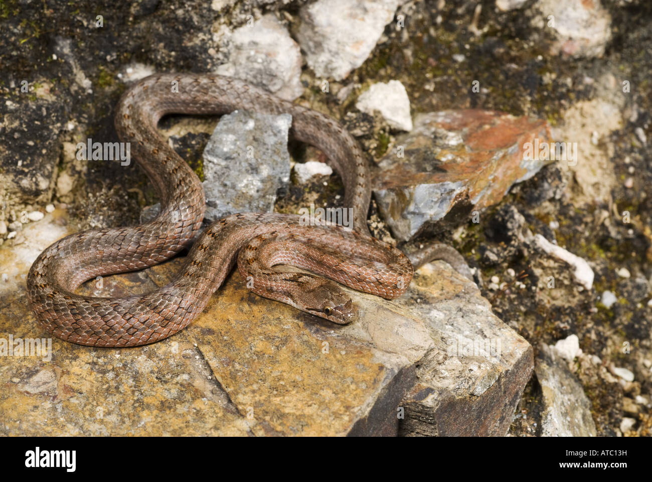 southern smooth snake, Bordeaux snake (Coronella girondica), orange ...