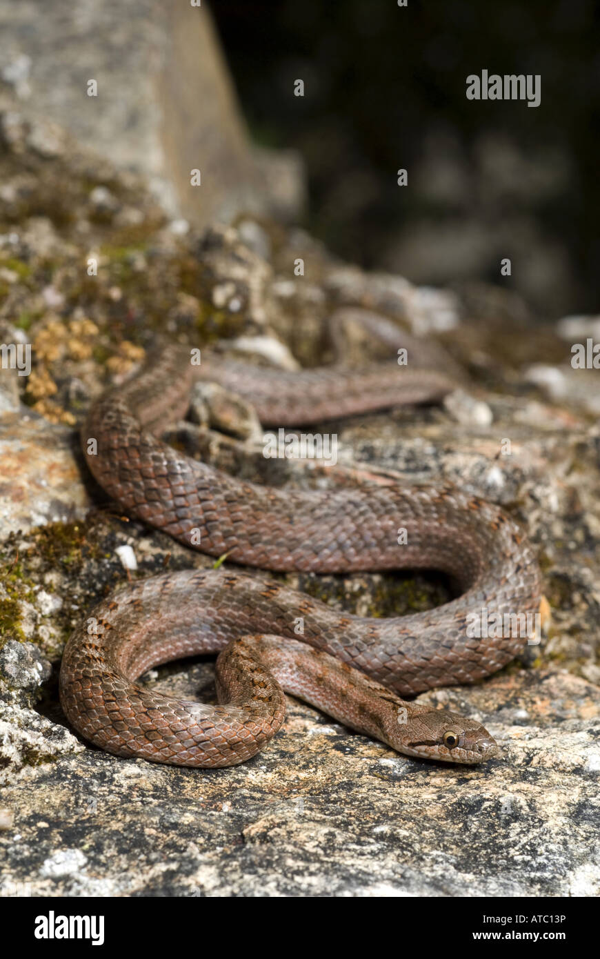southern smooth snake, Bordeaux snake (Coronella girondica), lying on ...
