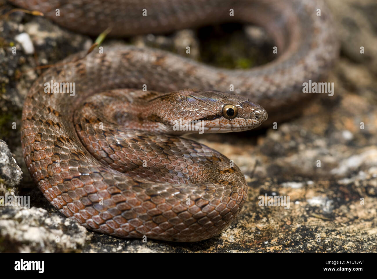 southern smooth snake, Bordeaux snake (Coronella girondica), lying on ...