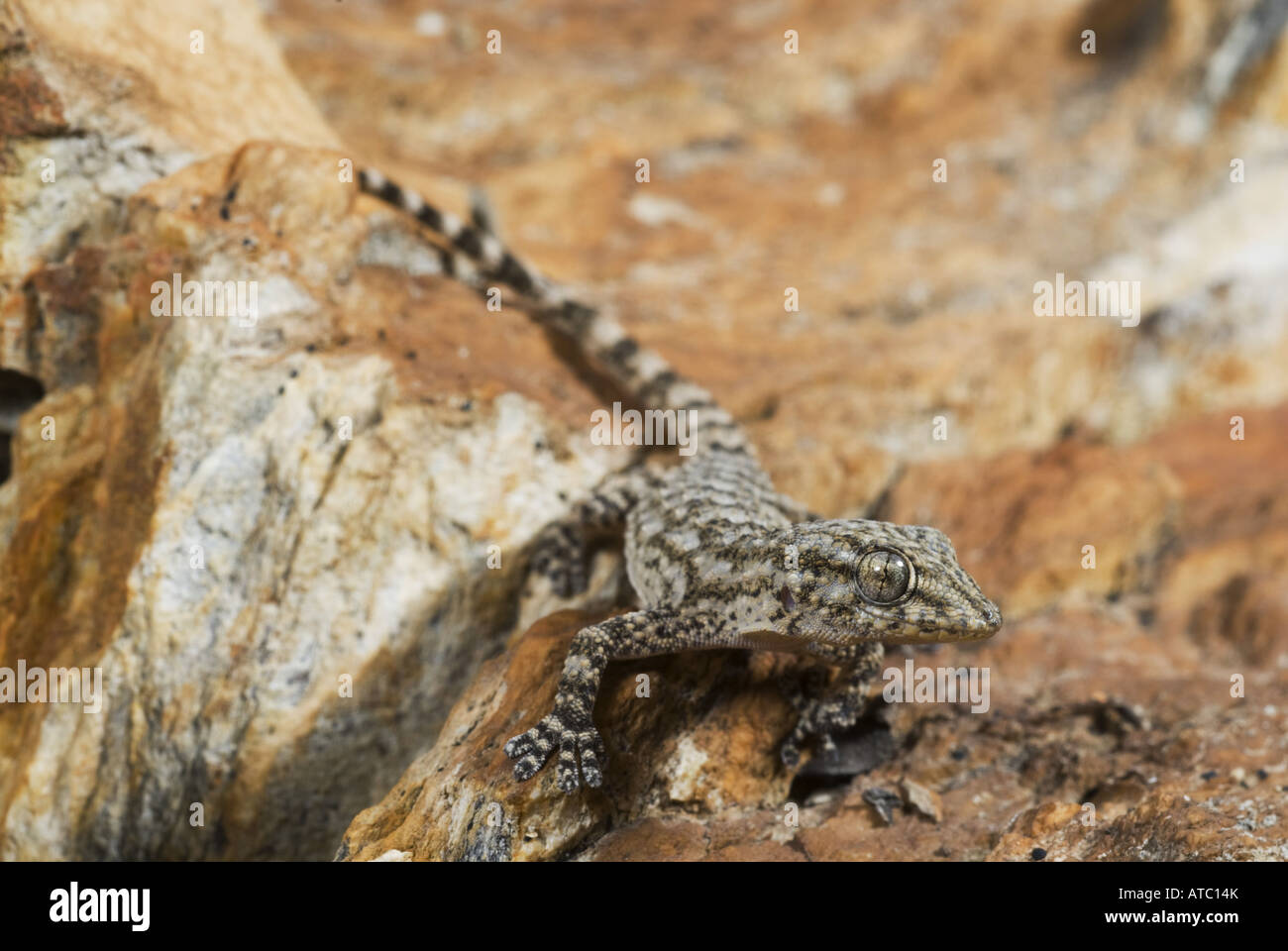 common wall gecko, Moorish gecko (Tarentola mauritanica), Spain ...