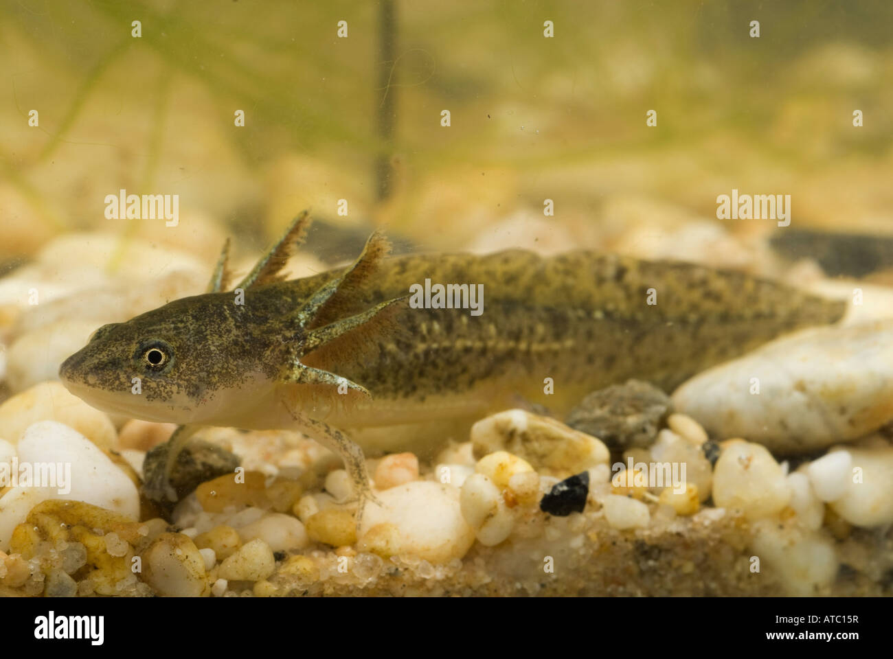 sharp-ribbed salamander, sharp-ribbed newt, Spanish ribbed newt ...