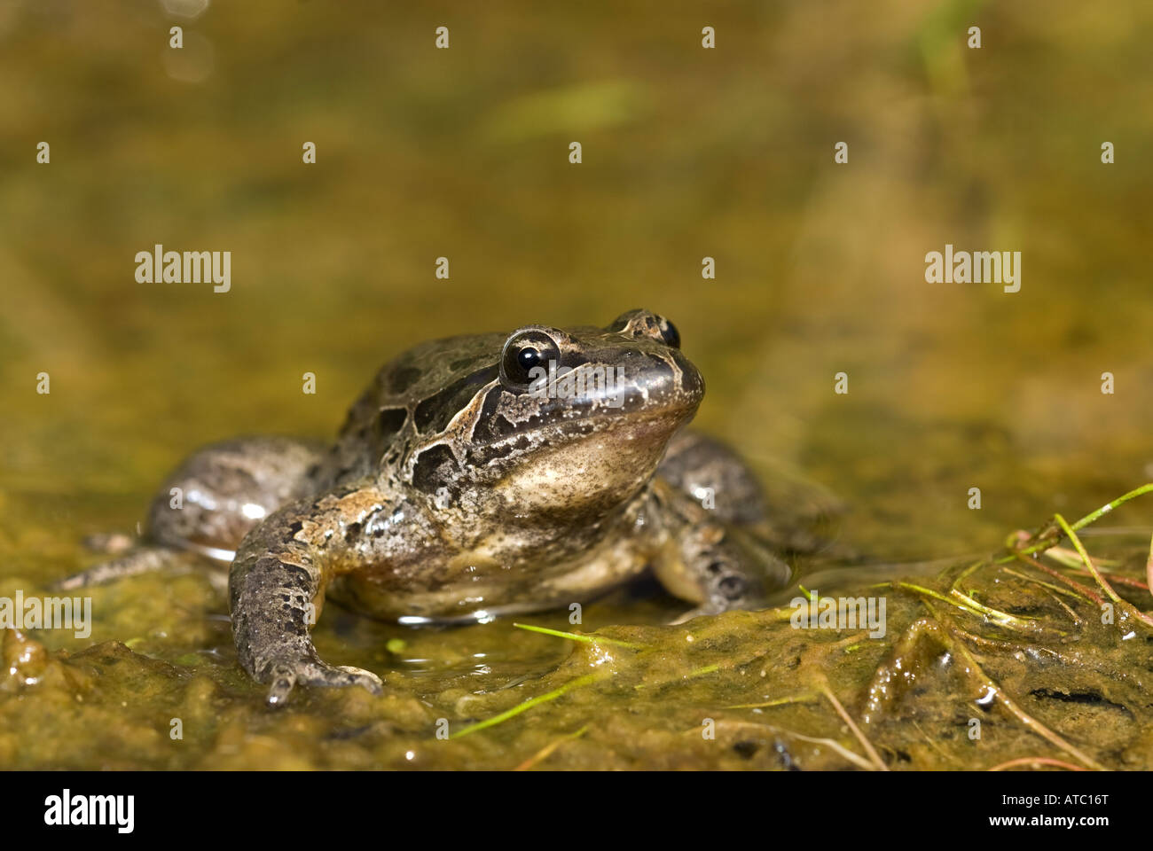 Spanish painted frog hi-res stock photography and images - Alamy