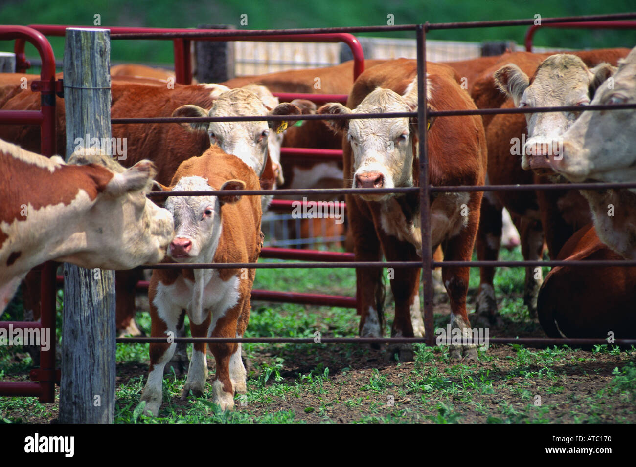 Confined cows hi-res stock photography and images - Alamy