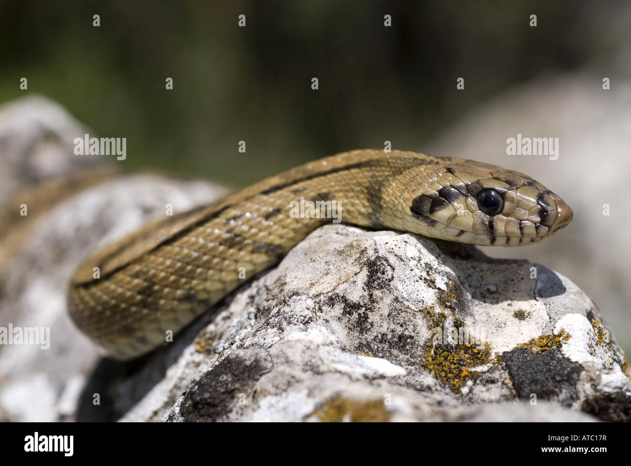 ladder snake (Rhinechis scalaris, Elaphe scalaris), semiadult, Spain ...