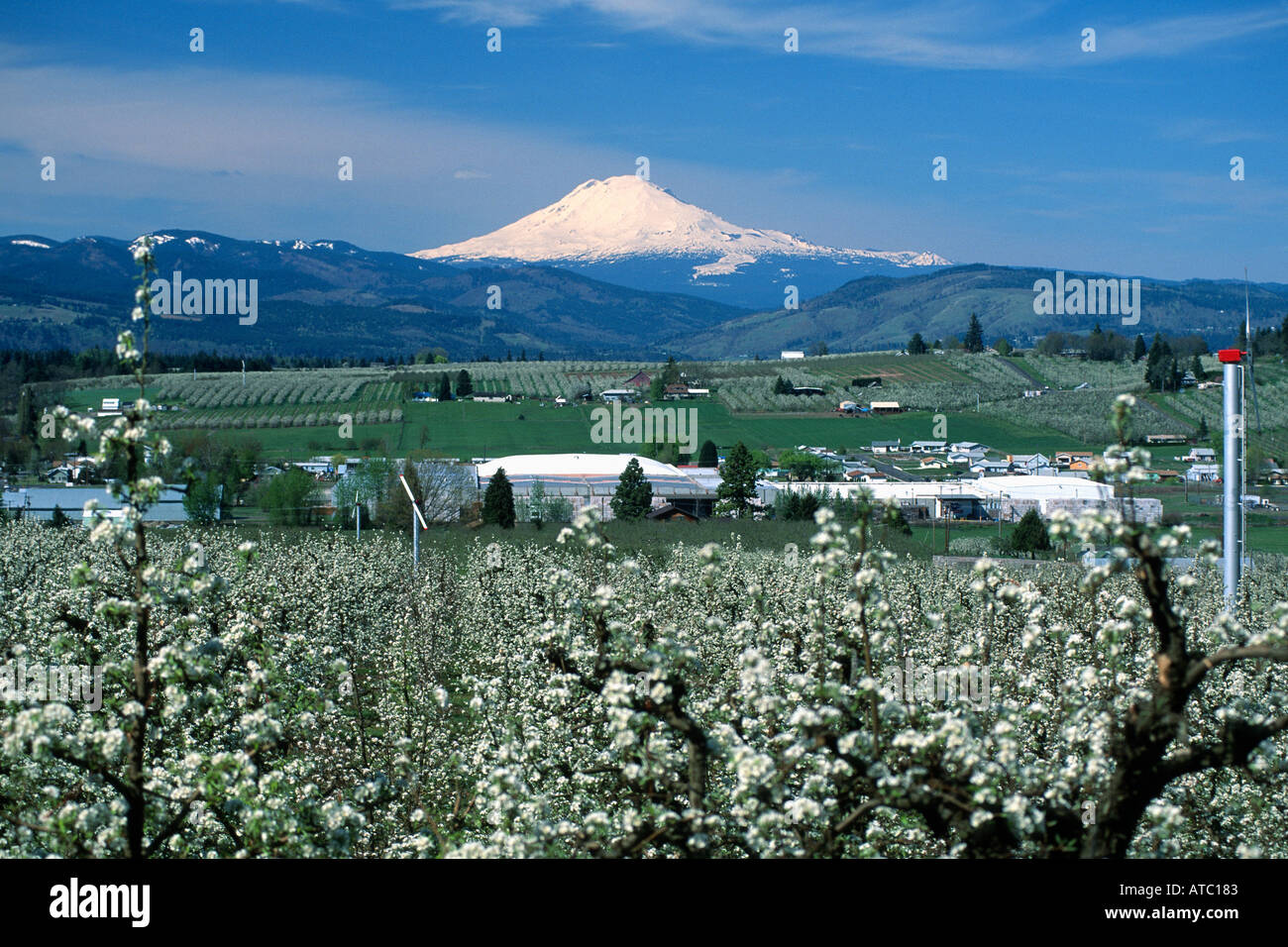 Mt Adams with pear orchards with fruit packing plant and community of ...