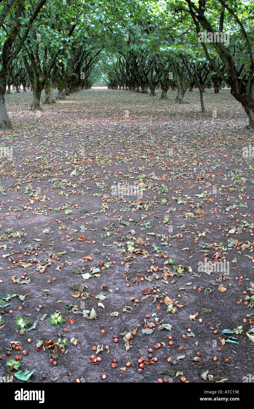 Newberg Oregon High Resolution Stock Photography and Images - Alamy