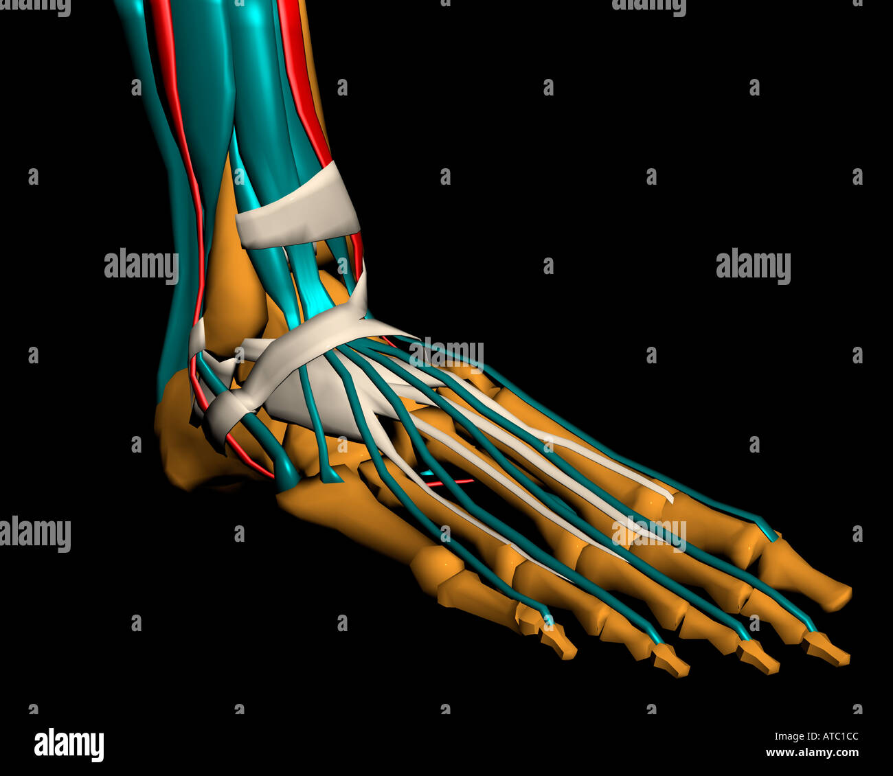 Foot feet illustration muscle muscles veins internal anatomy hi-res ...