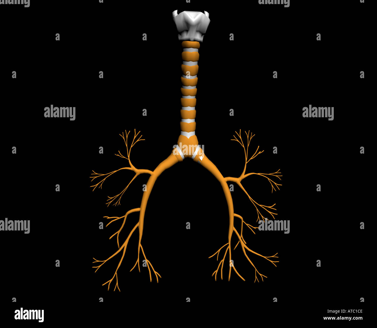 Bronchial chest illustration anatomy medical medicine hi-res stock ...