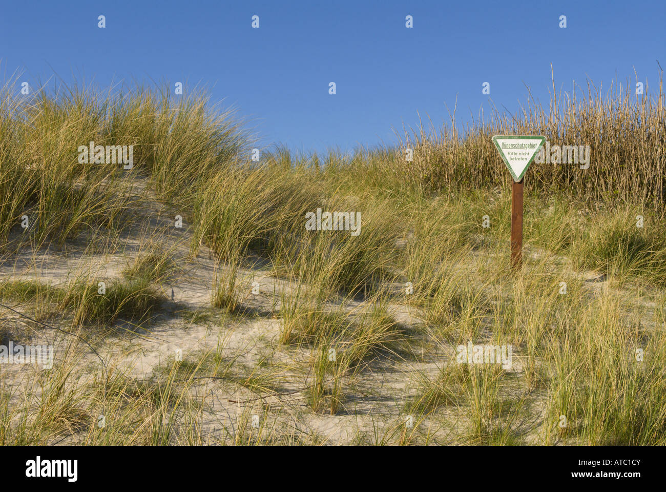beach grass, European beachgrass, marram grass, psamma, sea sand-reed ...