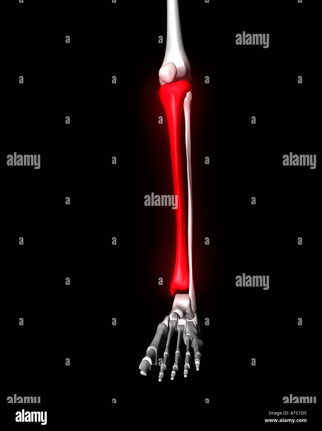 tibia highlighted red on human skeleton Stock Photo - Alamy