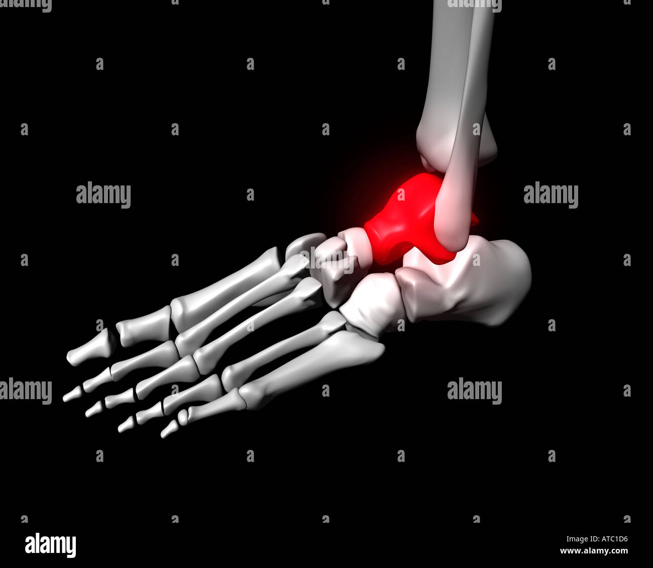 talus highlighted red on human foot Stock Photo - Alamy