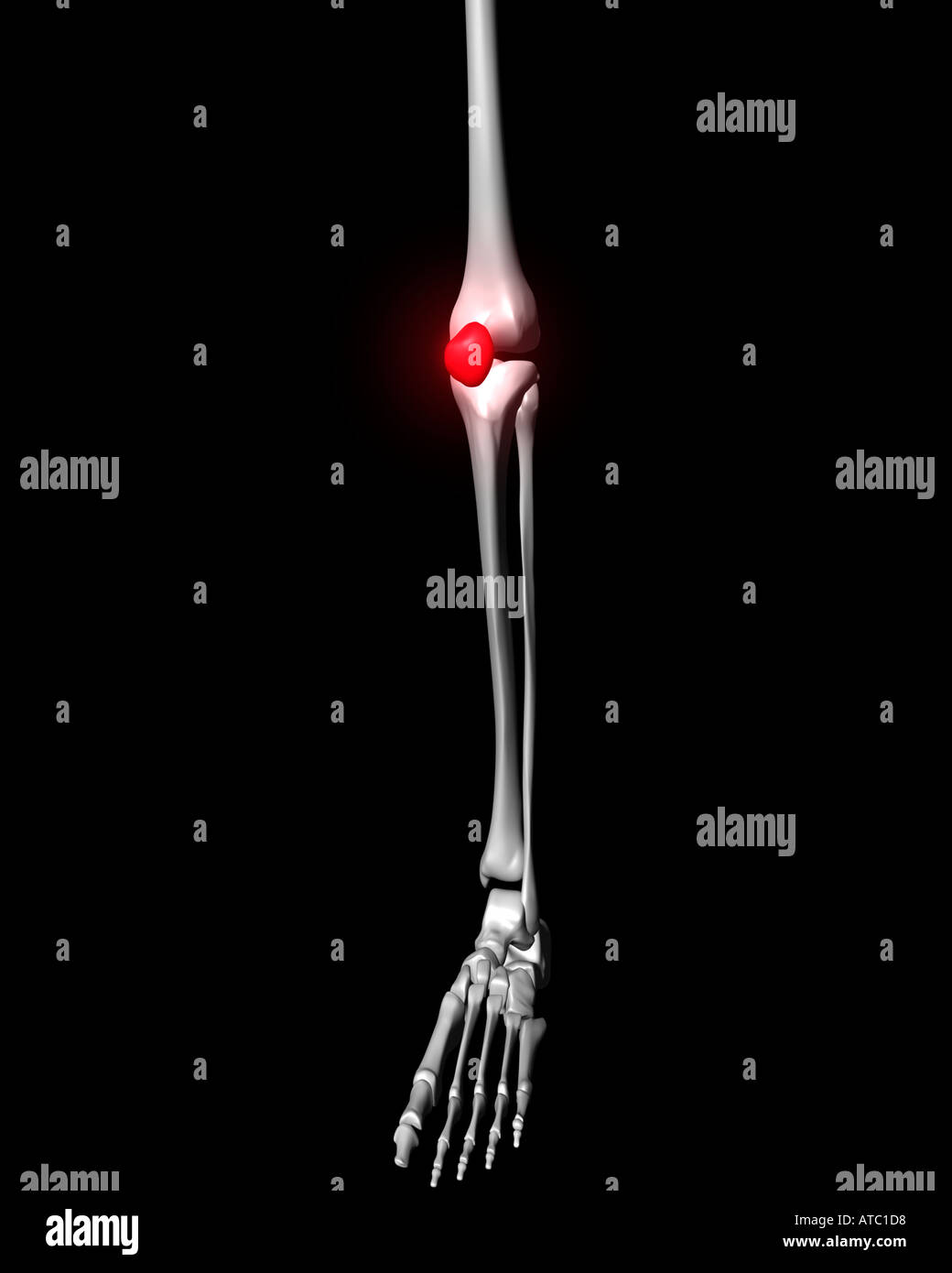 patella highlighted red on human skeleton Stock Photo - Alamy