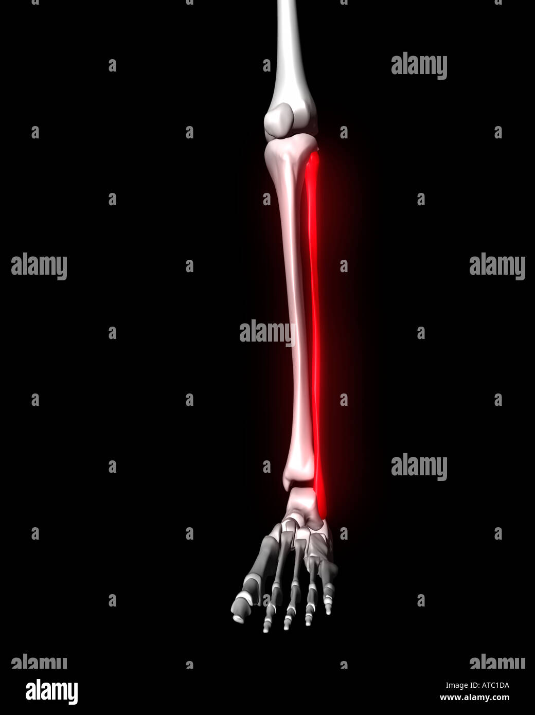 fibula highlighted red on human skeleton Stock Photo - Alamy