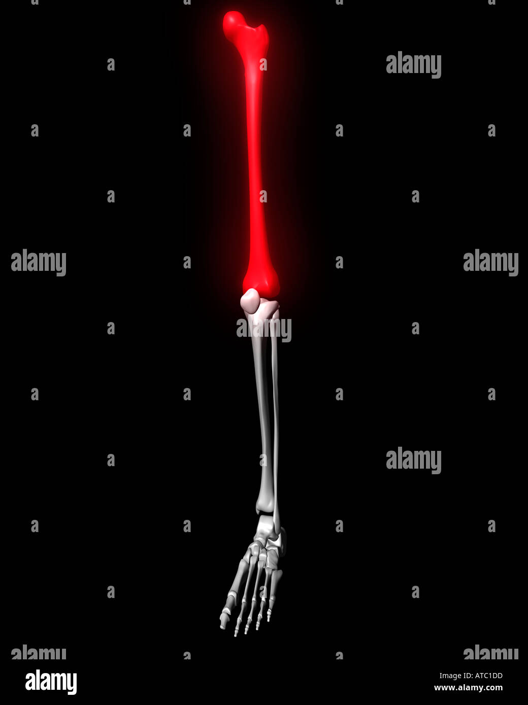 Femur bone highlight hi-res stock photography and images - Alamy