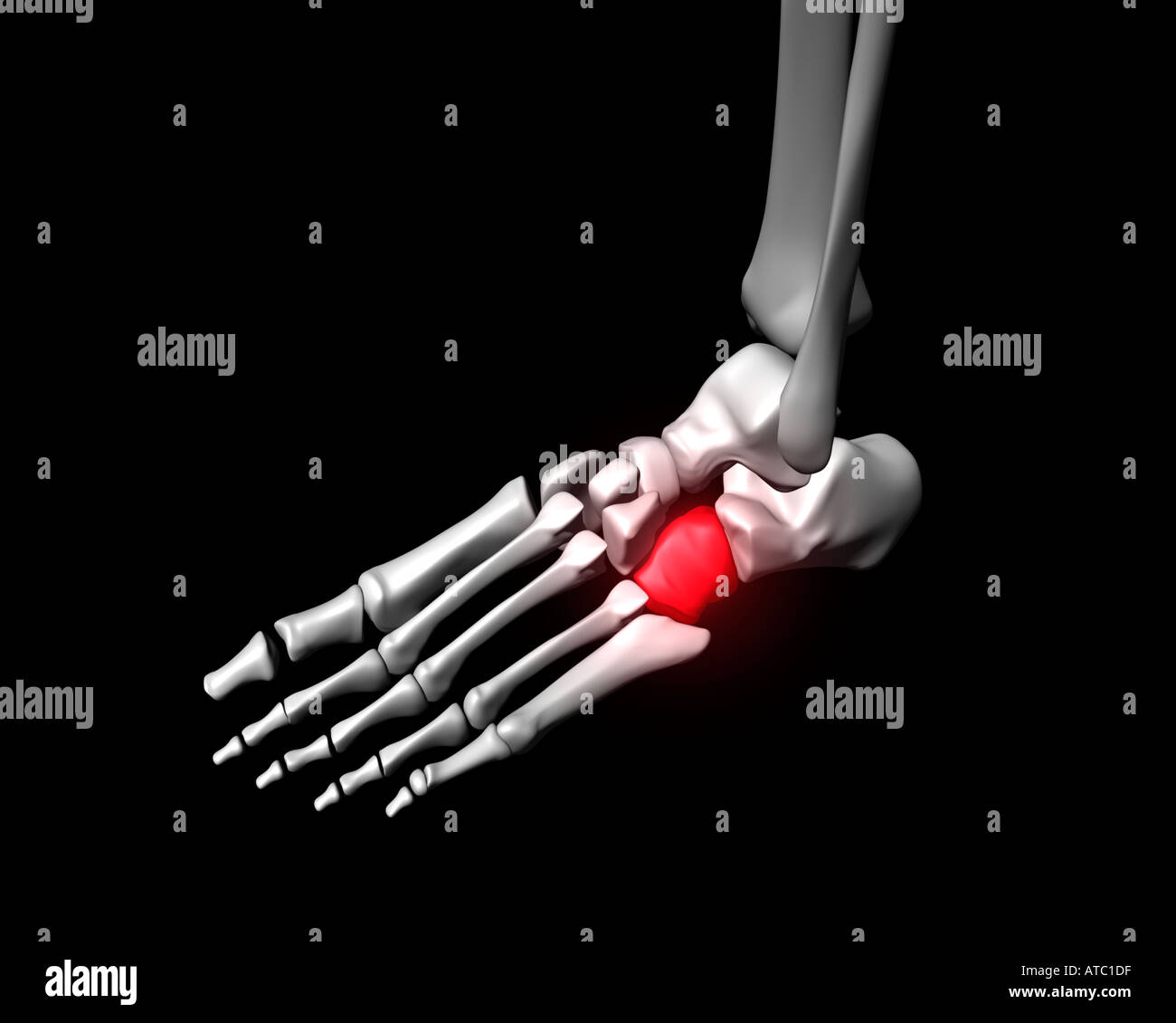Cuboid bone hi-res stock photography and images - Alamy