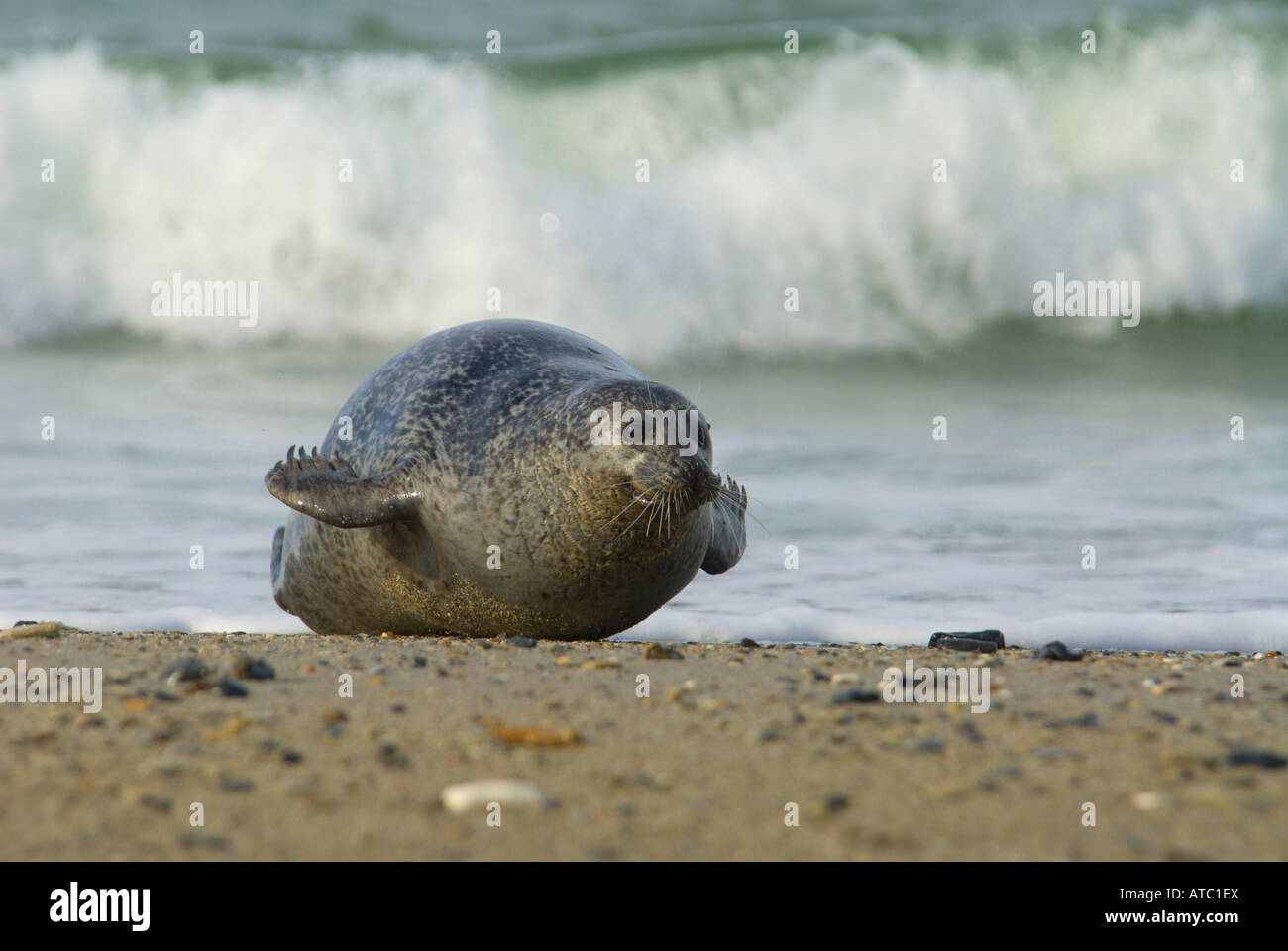 harbor seal, common seal (Phoca vitulina), crawling on the beach ...