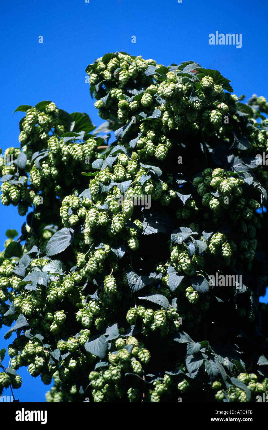 Willamette hops hi-res stock photography and images - Alamy