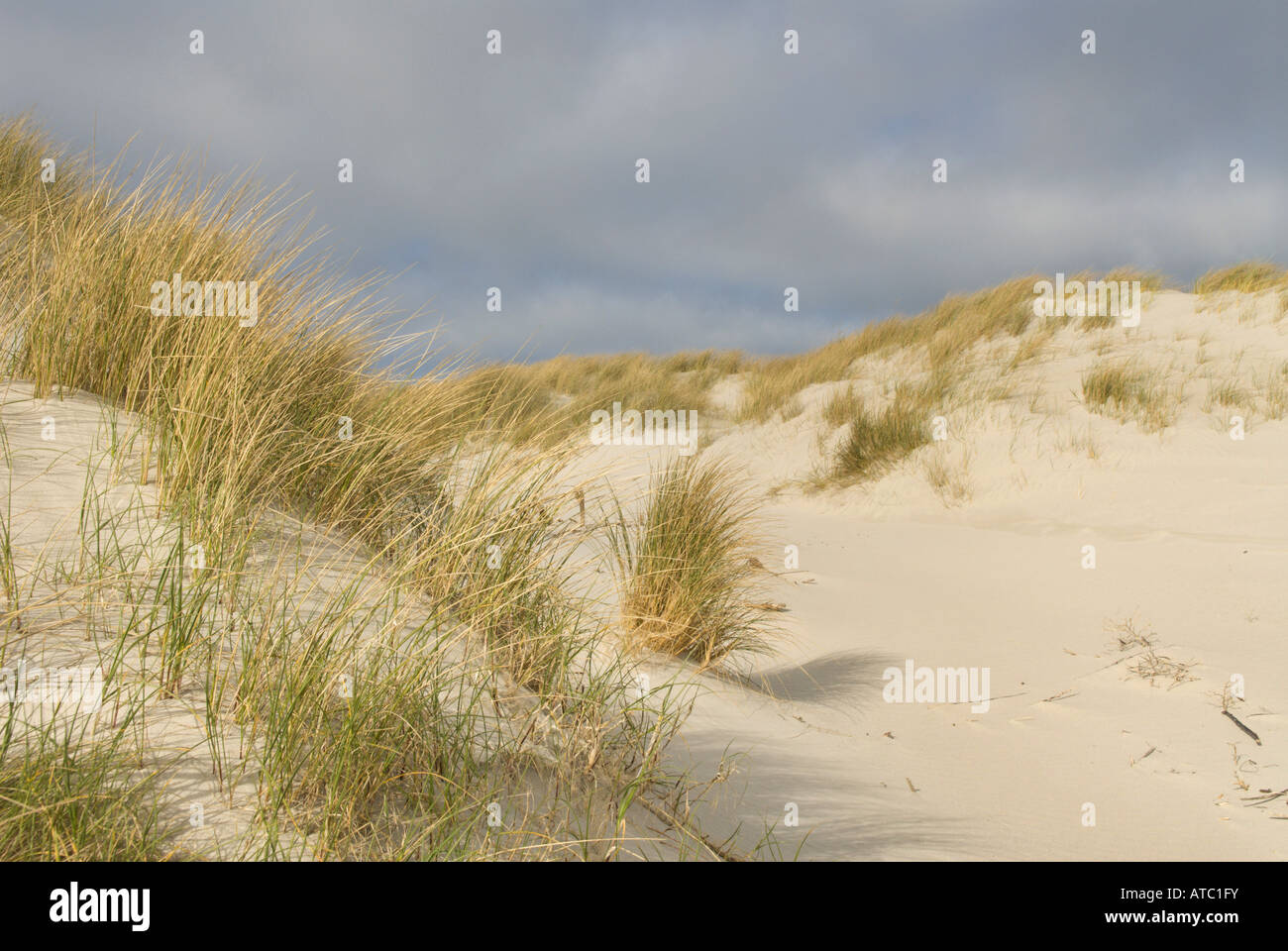 beach grass, European beachgrass, marram grass, psamma, sea sand-reed ...