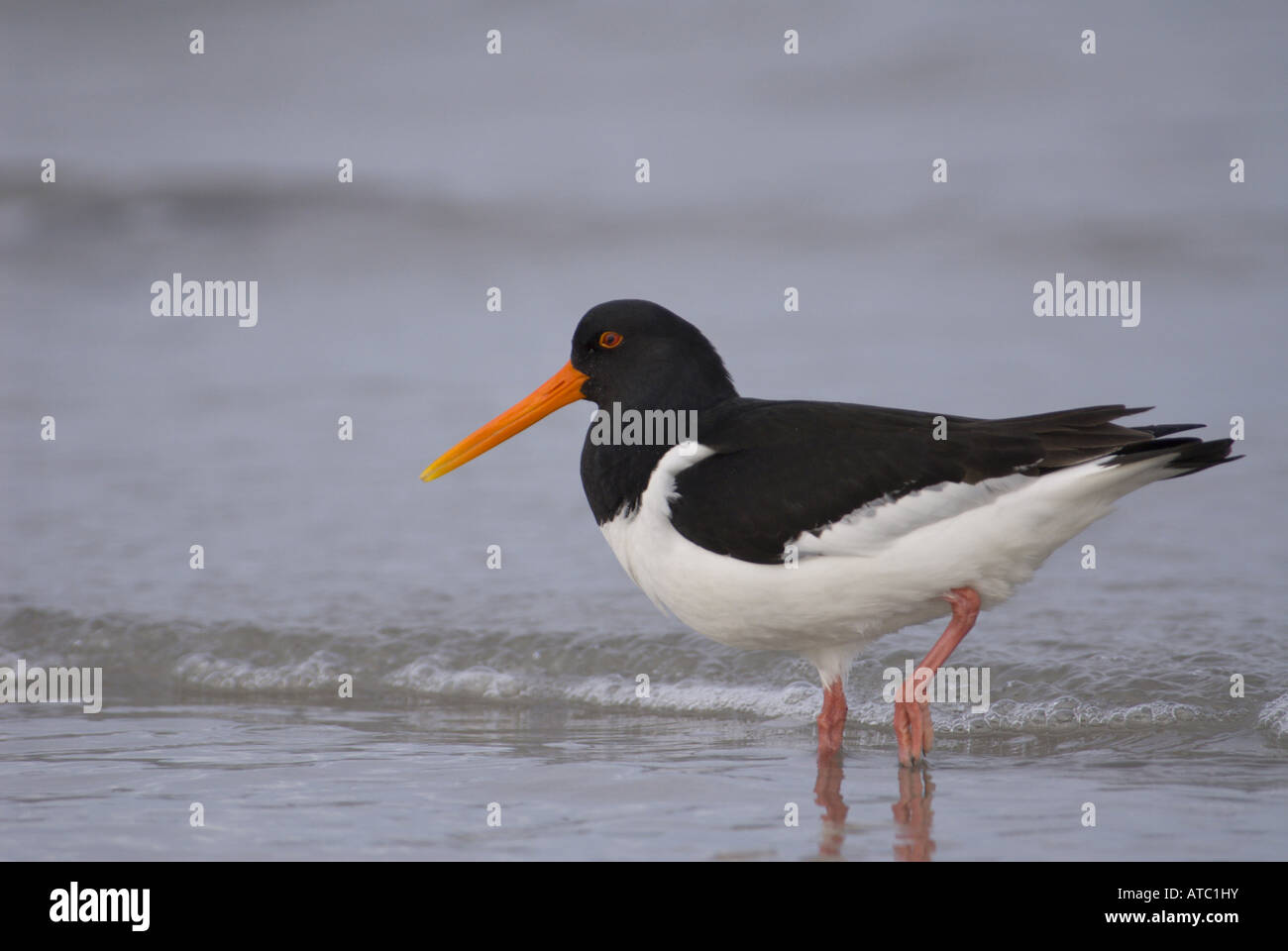 Shorebirds with orange beaks hi-res stock photography and images - Alamy