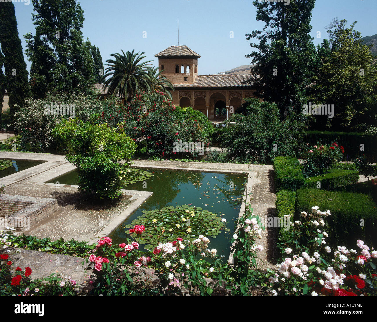Damas trees hi-res stock photography and images - Alamy