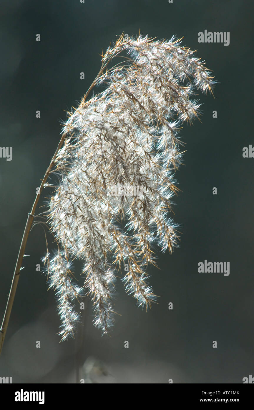 Back lit Flower Head Of The Genus Phragmities (Common Marsh Reed Stock ...