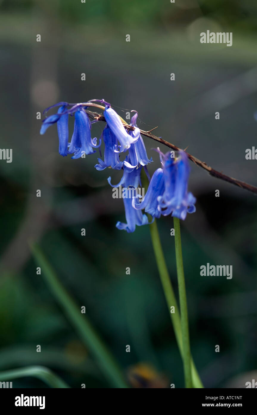 blue bell bluebell wild flower spring season Stock Photo - Alamy