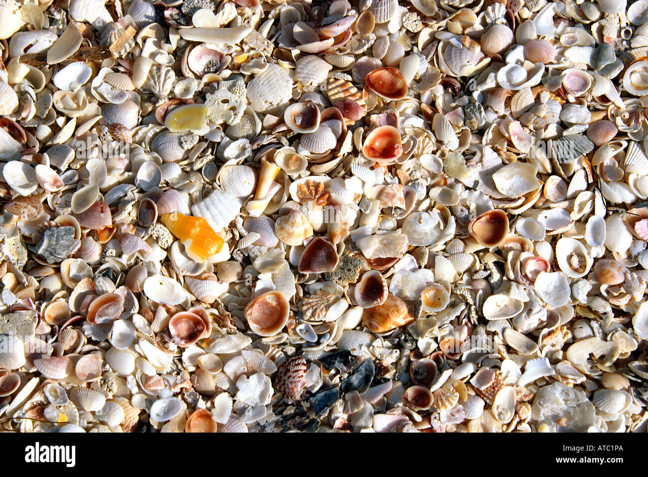 A thick layer of delicately coloured shells on a stretch of beach at ...