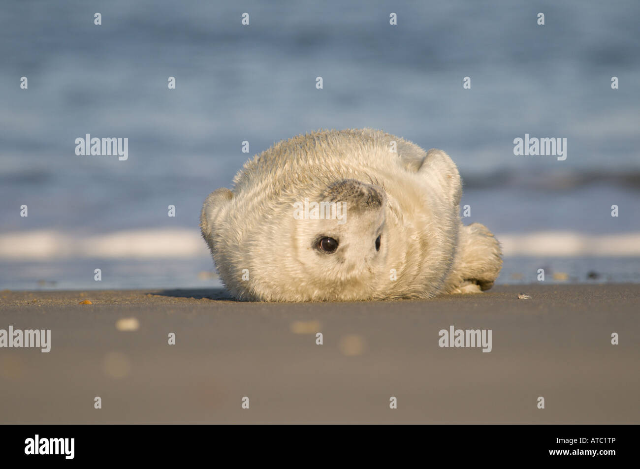 Supine position on the beach hi-res stock photography and images - Alamy
