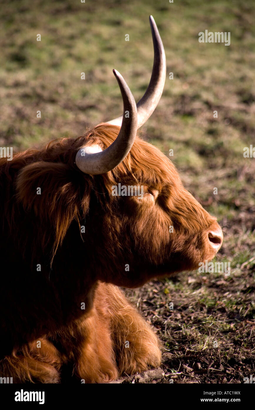 Highland Cattle horn Stock Photo - Alamy