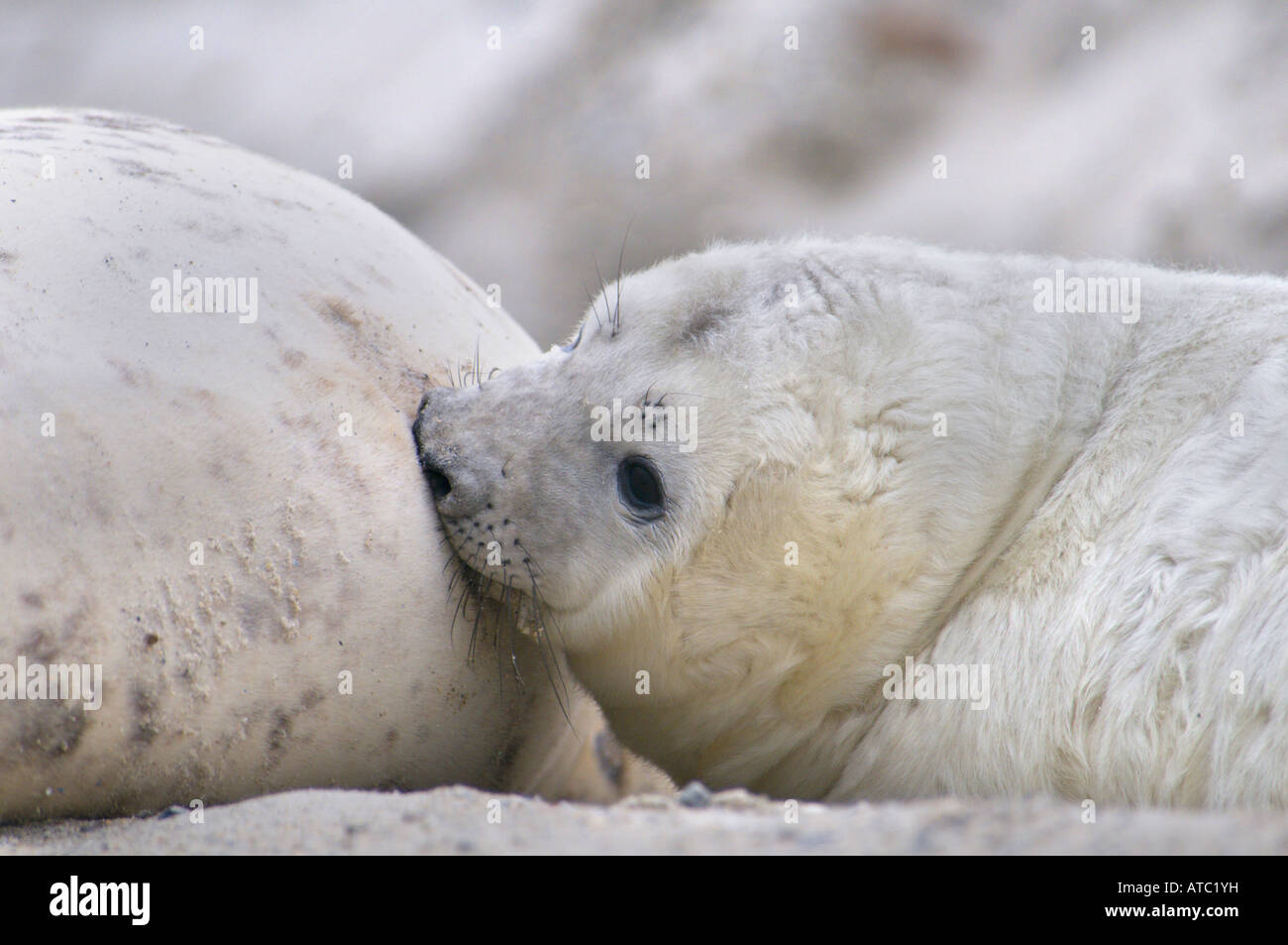 gray seal (Halichoerus grypus), sucking young, Germany, Schleswig ...