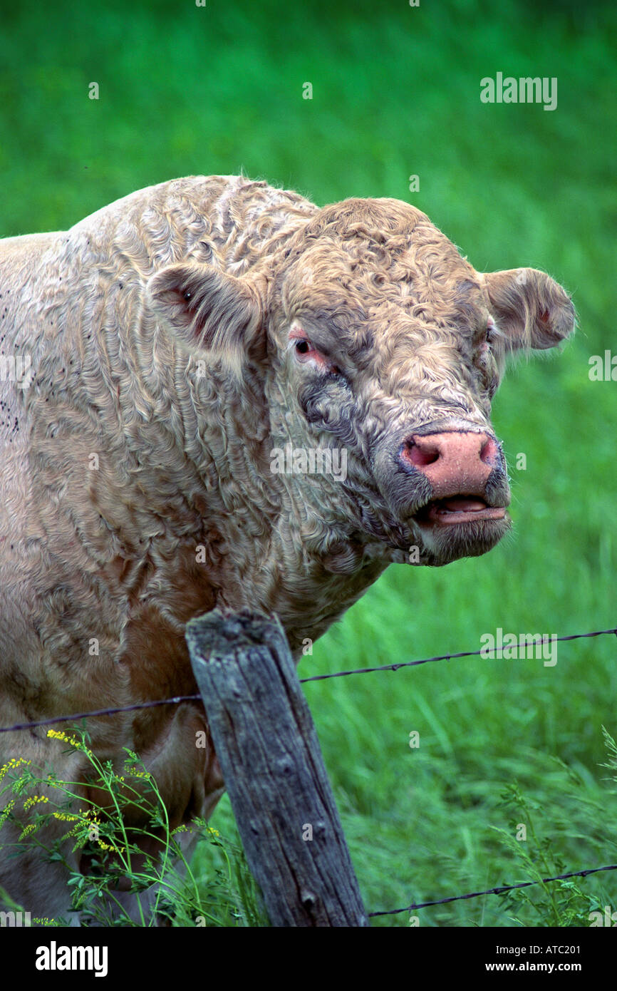 Bull in grassy green field behind barbed wire fence Stock Photo - Alamy