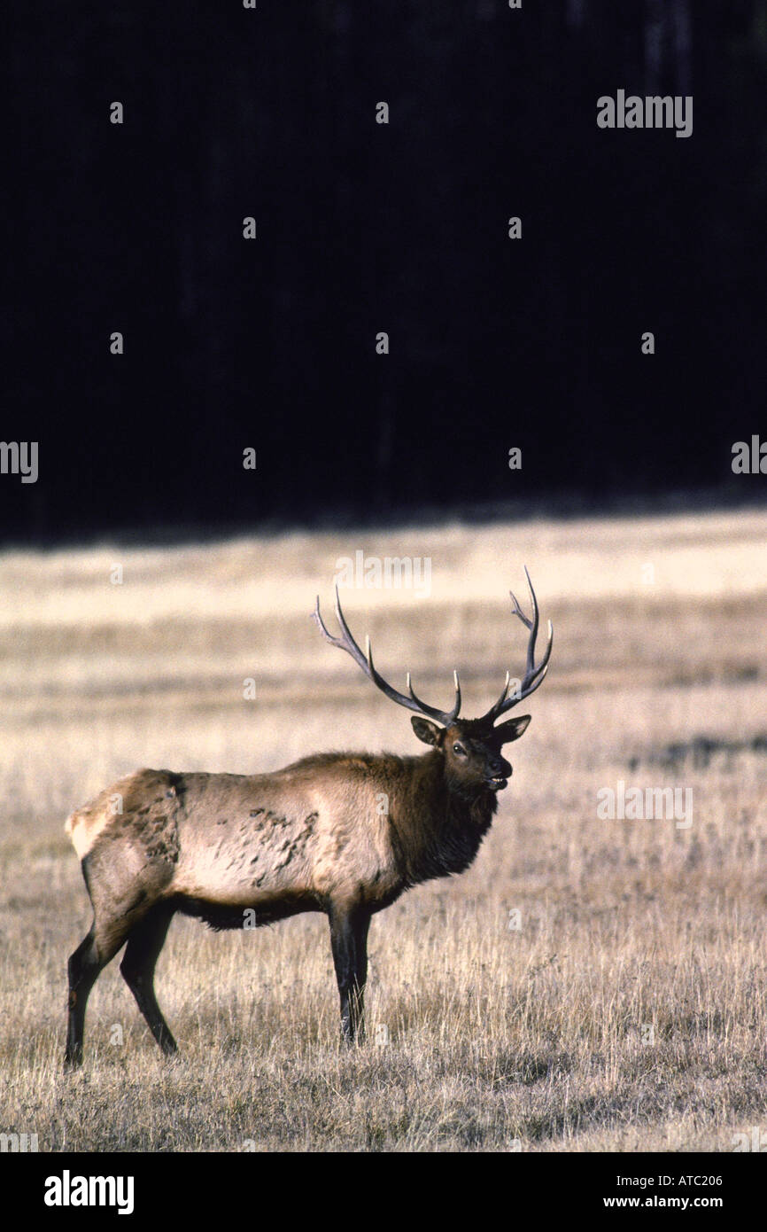 5 point antler hi-res stock photography and images - Alamy