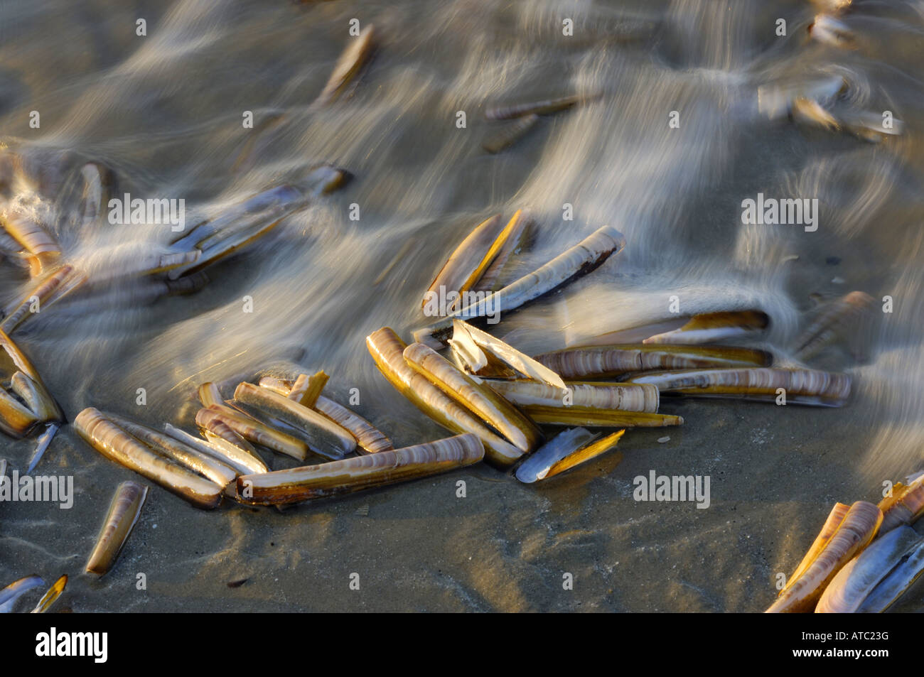 Razor clam, Razor-Clam, Razor Shell (Ensis americanus, Ensis directus ...