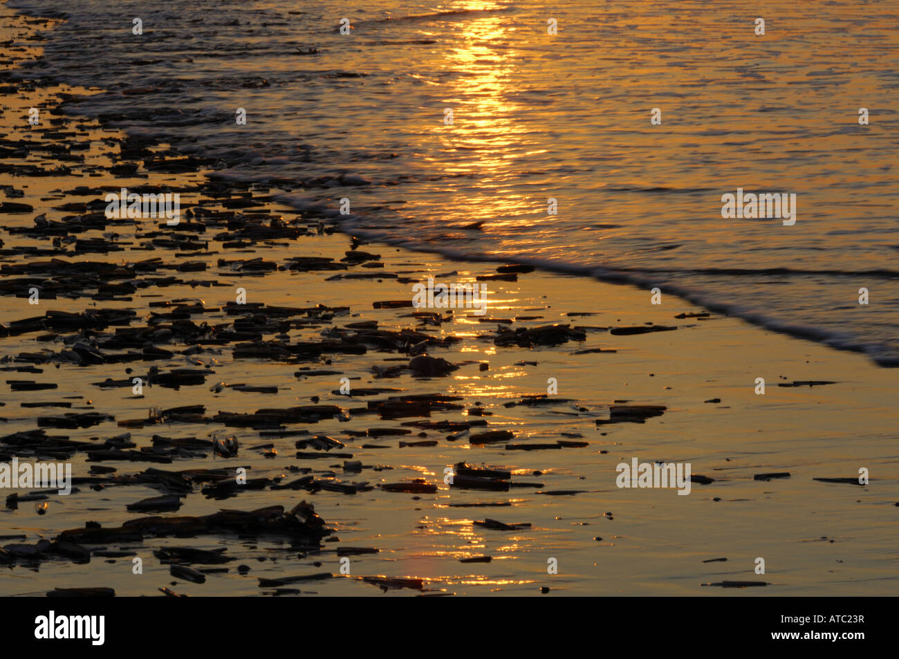 Razor clam, Razor-Clam, Razor Shell (Ensis americanus, Ensis directus ...