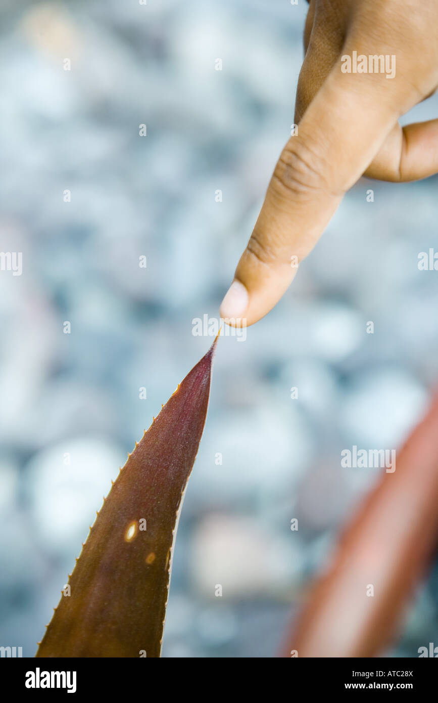 Finger pointing at sharp leaf, extreme close-up Stock Photo - Alamy